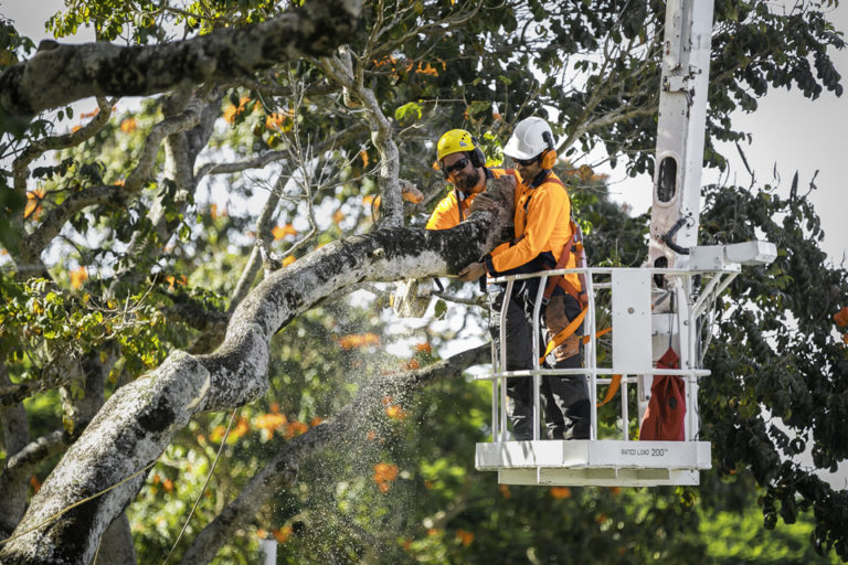 Contact – Independent Tree Service