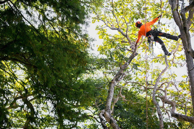 Independent Tree Service – Brisbane Tree Maintenance