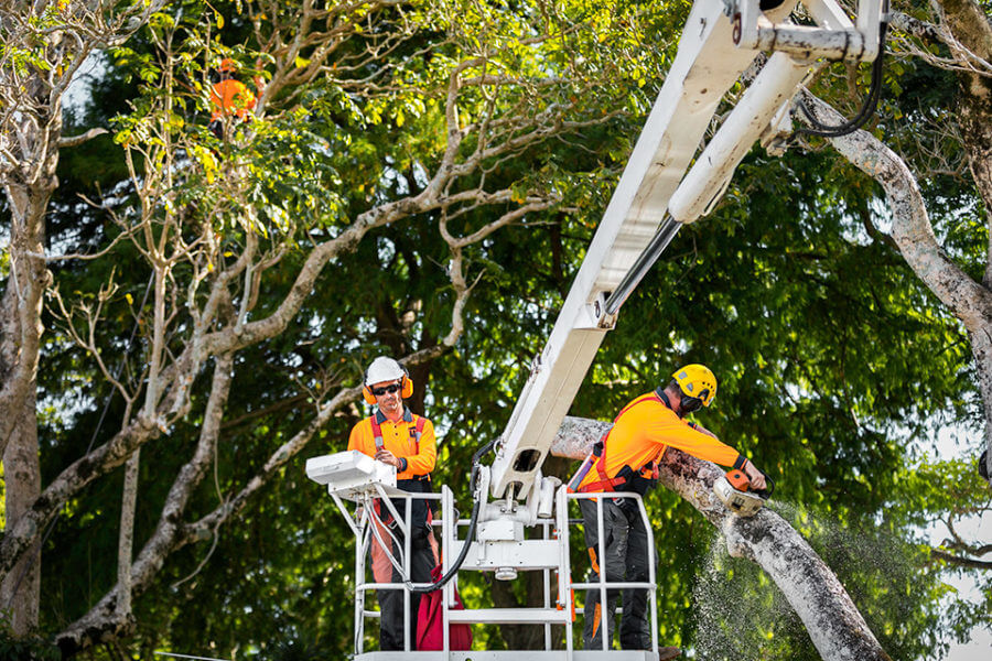 Independent Tree Service – Brisbane Tree Maintenance